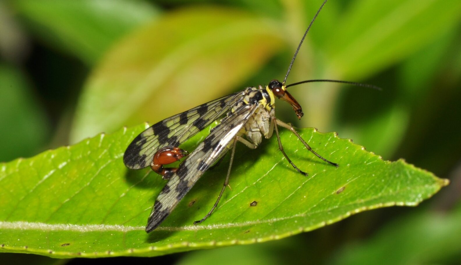 So Generous! Meet 7 Animals Who Love Giving Gifts - The Dodo