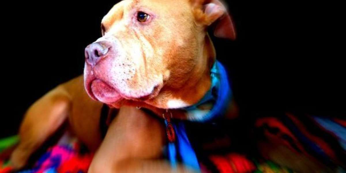 What does it mean to Live Like Roo? - The Dodo