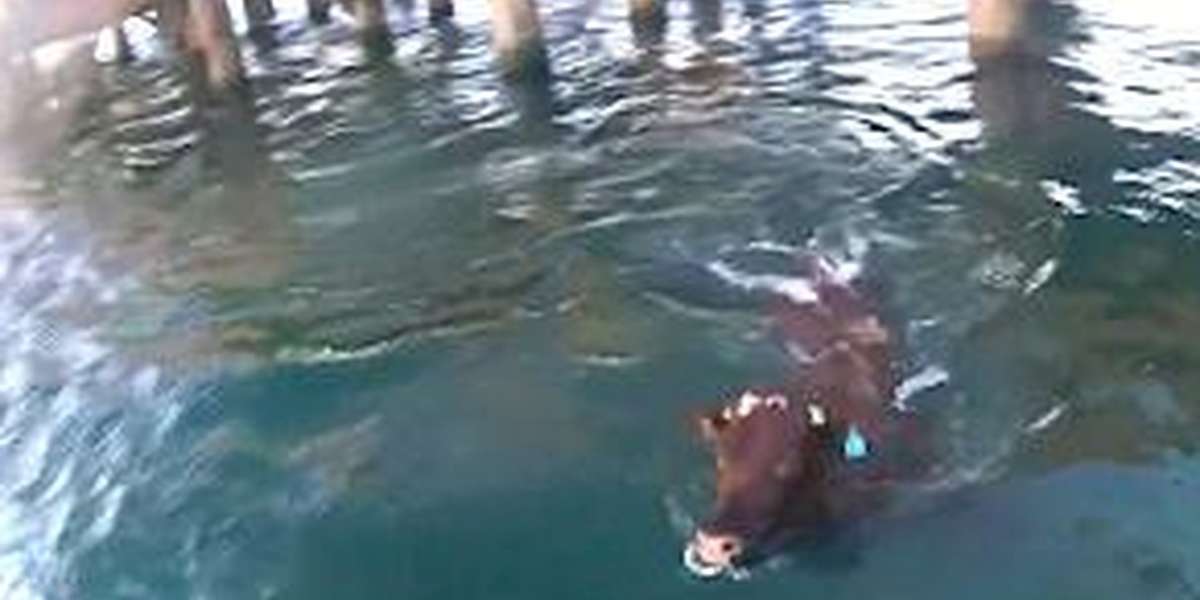 Cow Headed For Slaughter Jumps Ship And Swims Away - The Dodo