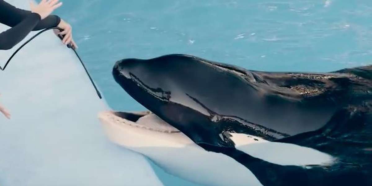 Ex Trainers Say SeaWorld's Lying About Tilikum's Health - The Dodo