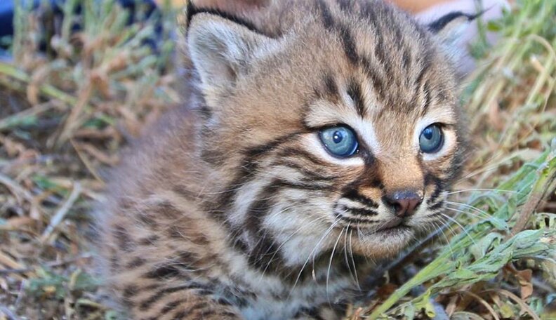 New Baby Bobcats May Be The Cutest Kittens On The Planet - The Dodo