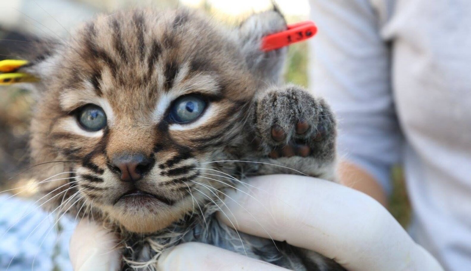 New Baby Bobcats May Be The Cutest Kittens On The Planet - The Dodo