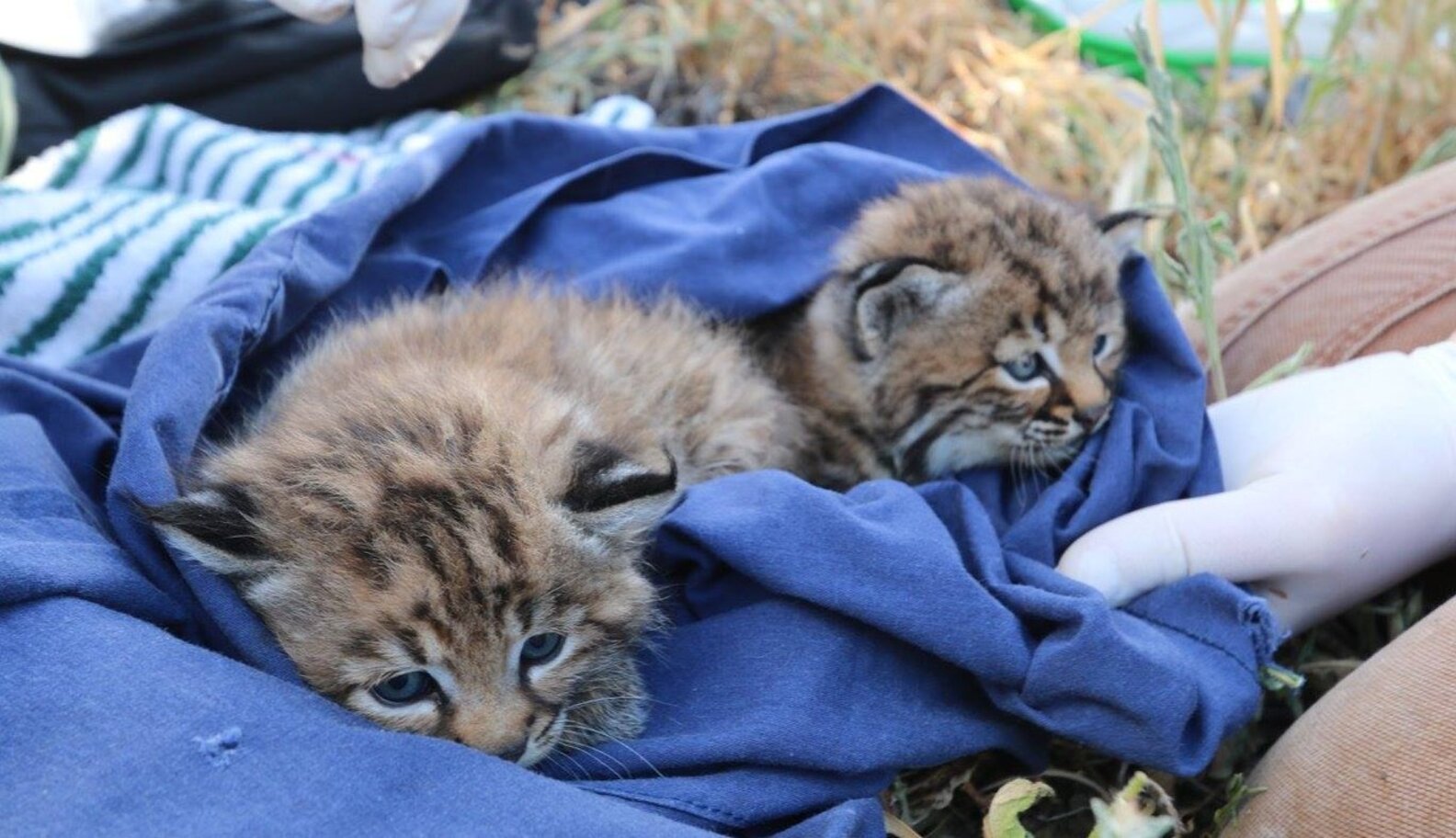 New Baby Bobcats May Be The Cutest Kittens On The Planet - The Dodo