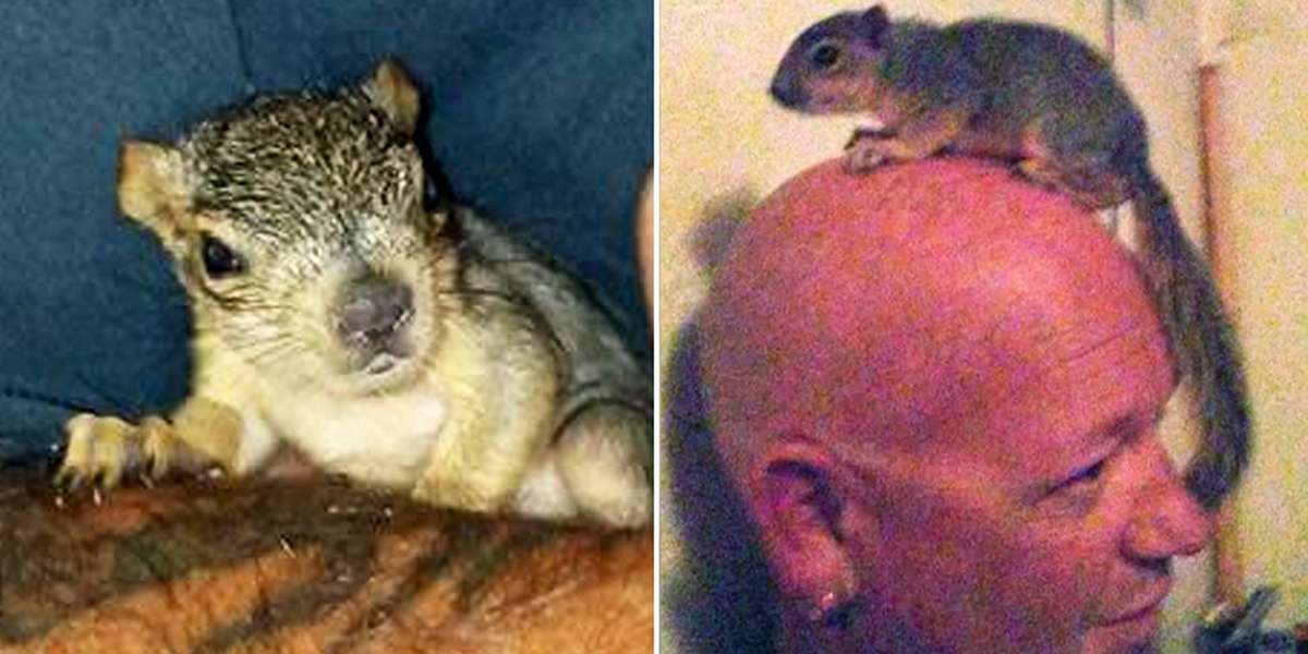 Rescue Squirrel Fights Off A Burglar In His Dad's Home - The Dodo