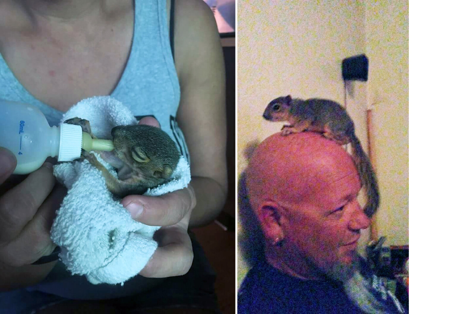 Rescue Squirrel Fights Off A Burglar In His Dad's Home - The Dodo