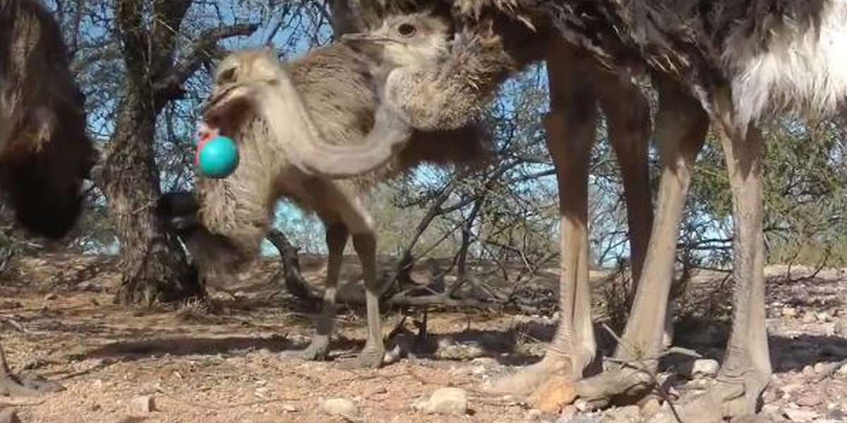 Gang Of Emus Has Most Incredible Reaction To Cat Toy - The Dodo