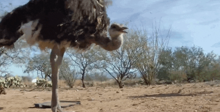 Gang Of Emus Has Most Incredible Reaction To Cat Toy - The Dodo