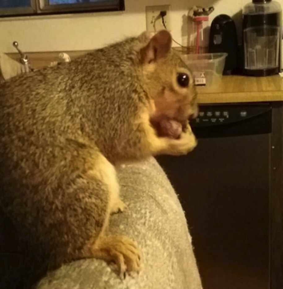 Rescue Squirrel Fights Off A Burglar In His Dad's Home - The Dodo