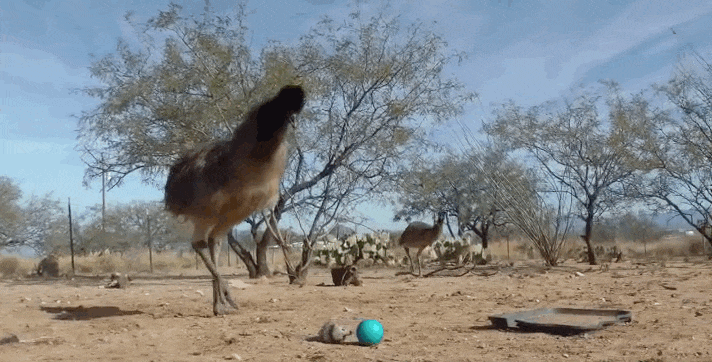 Gang Of Emus Has Most Incredible Reaction To Cat Toy - The Dodo