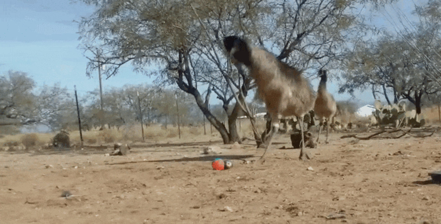 Gang Of Emus Has Most Incredible Reaction To Cat Toy - The Dodo
