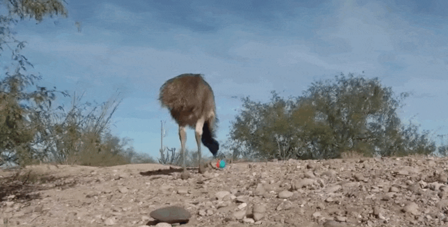 Gang Of Emus Has Most Incredible Reaction To Cat Toy - The Dodo