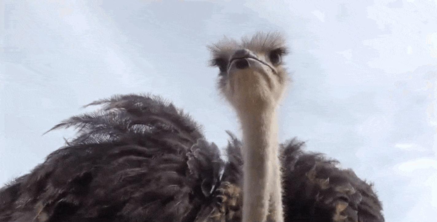 Gang Of Emus Has Most Incredible Reaction To Cat Toy - The Dodo