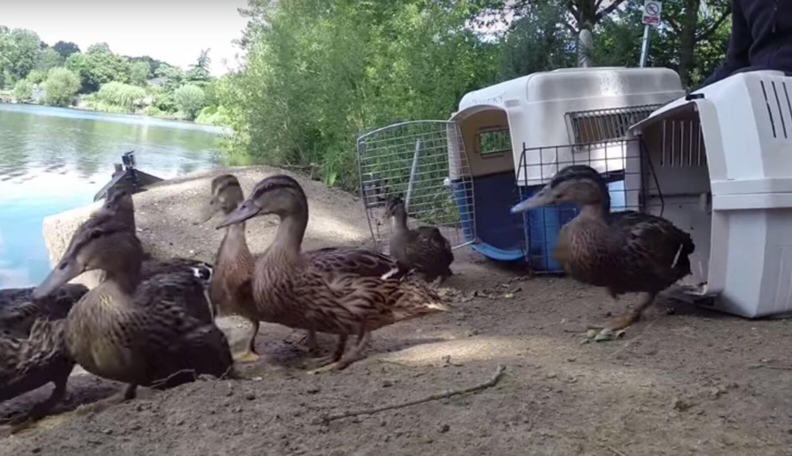 12 Orphaned Ducklings Embark On Their Biggest Adventure. Together ...