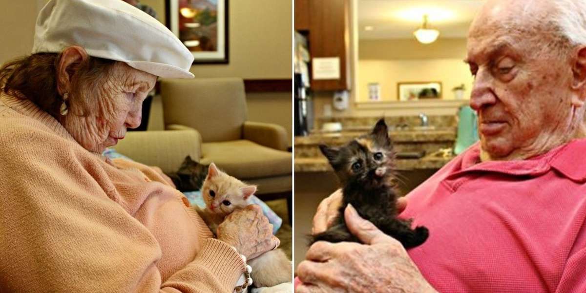 Orphaned Kittens Find Love In The Most Unlikely Place - The Dodo
