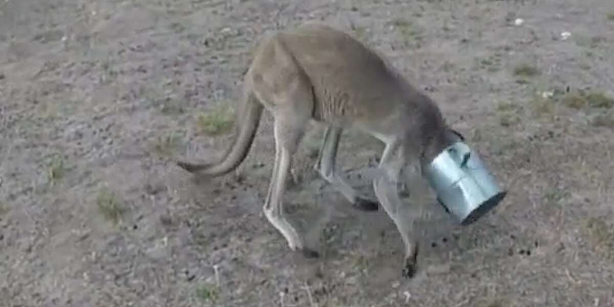 Kangaroo's Head Was Stuck In A Can Until Help Came Along - The Dodo