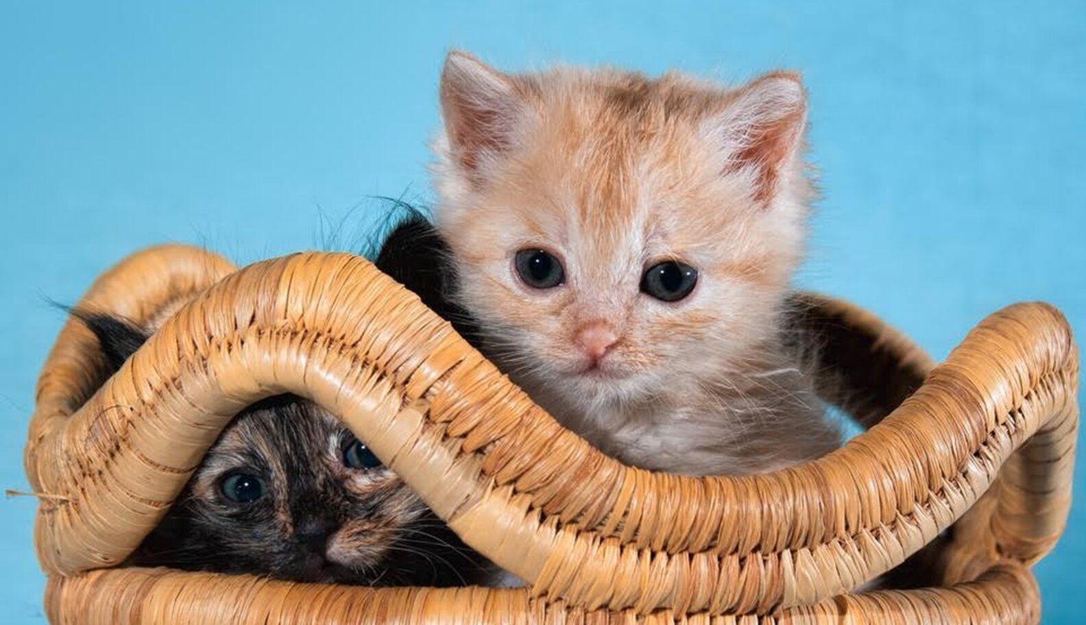 Orphaned Kittens Find Love In The Most Unlikely Place - The Dodo