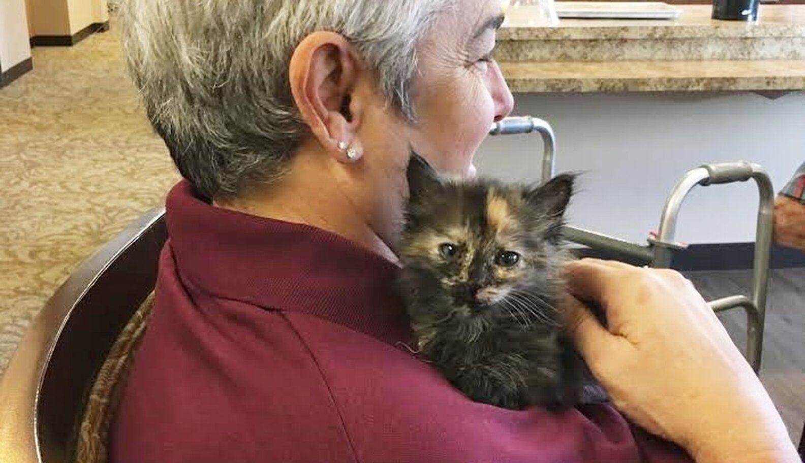 Orphaned Kittens Find Love In The Most Unlikely Place - The Dodo