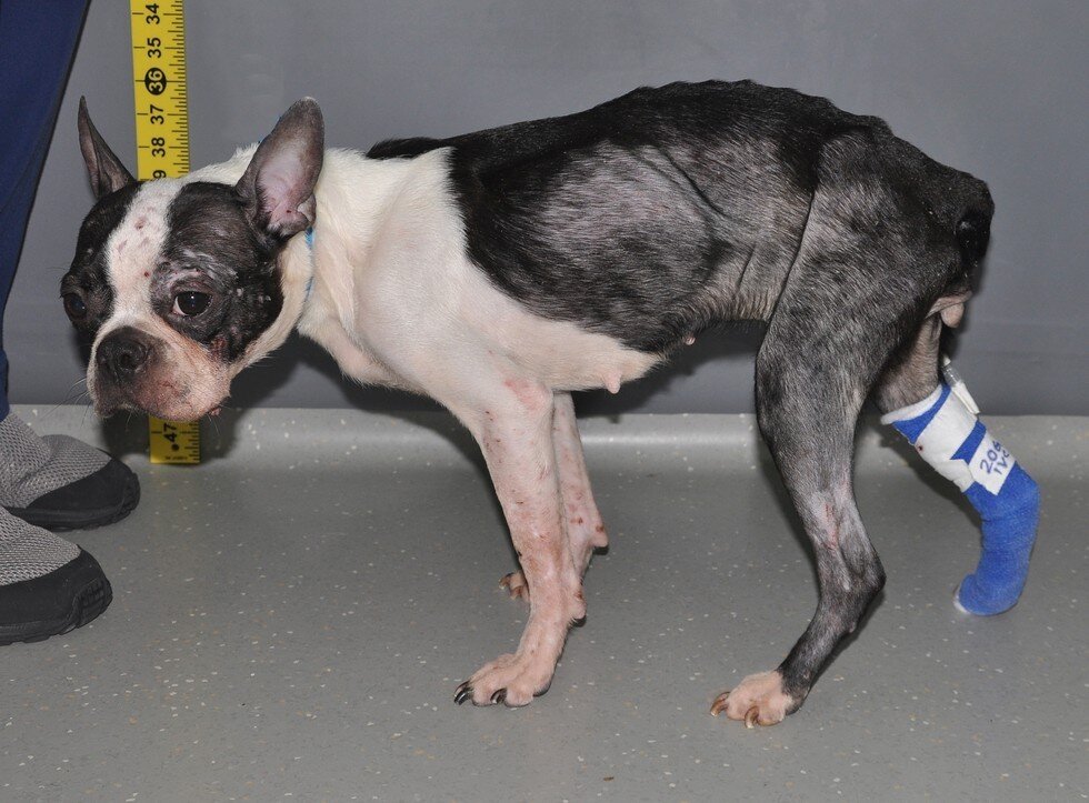 The Heartbreaking Photo That Saved 9 Emaciated Dogs - The Dodo