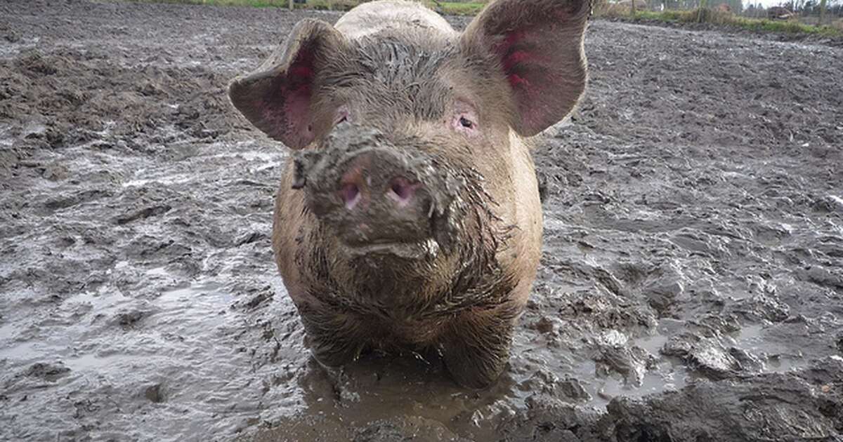 Pig Poop Carrying E. Coli Is Leaching Into Rivers From Factory Farms ...