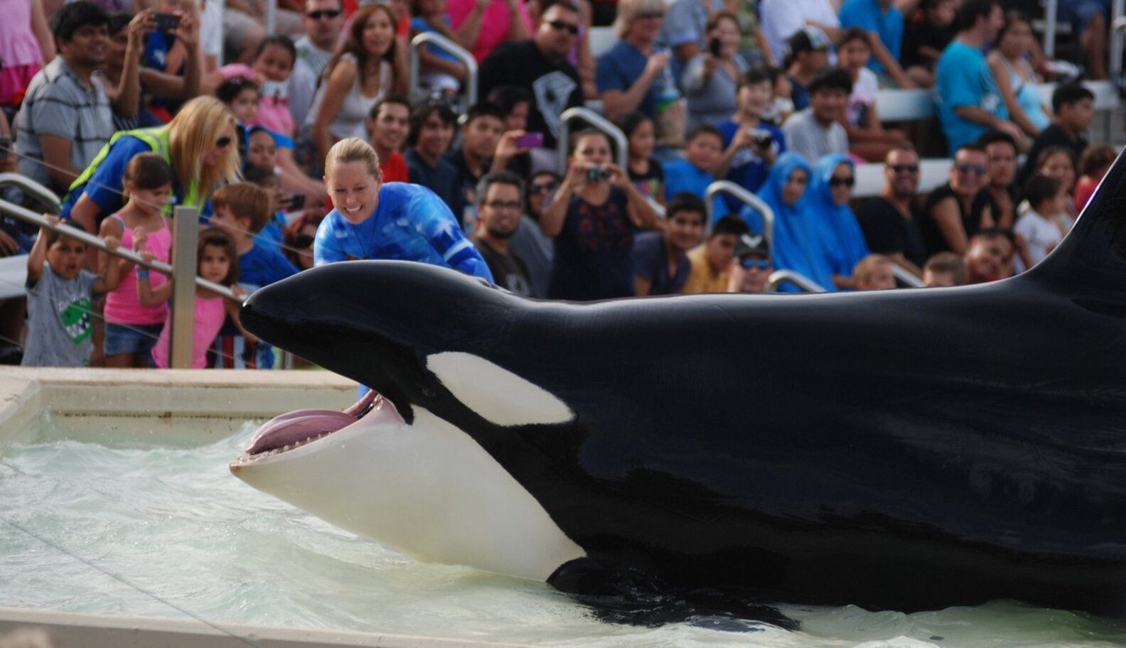 Ex-SeaWorld Employee Gives Chilling New Details About Orca Mistreatment ...