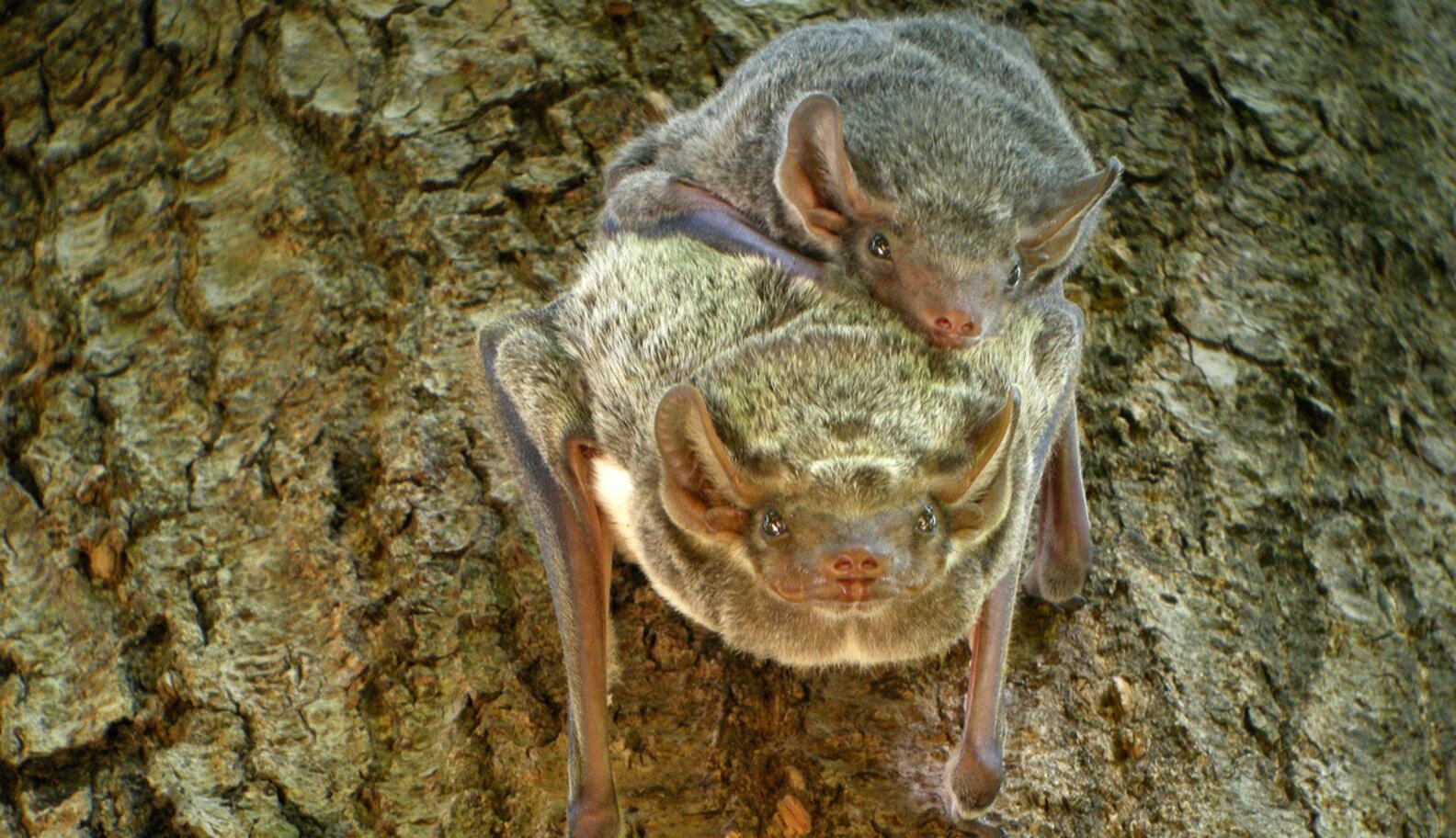 12 Bats Who Refuse To Be Terrifying - The Dodo