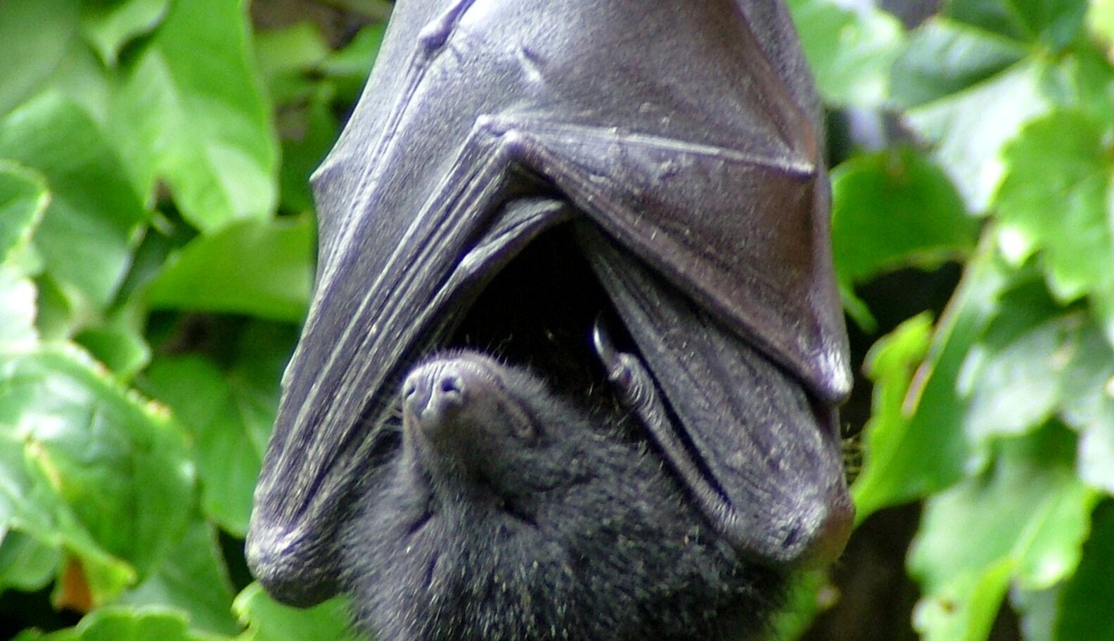 12 Bats Who Refuse To Be Terrifying - The Dodo