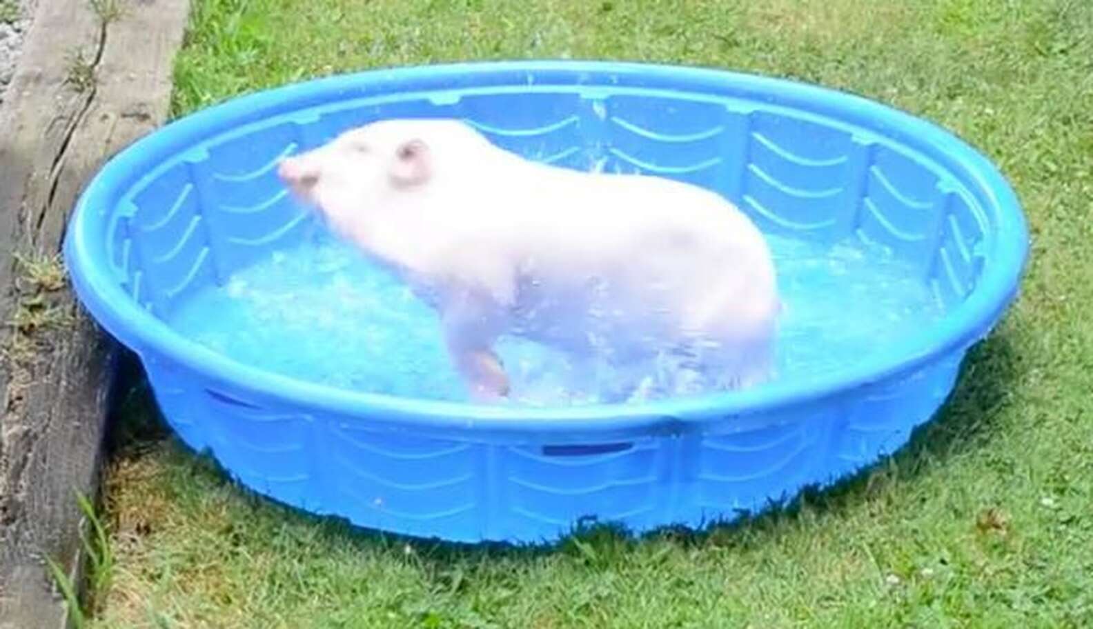 Baby Pig Gets New Pool And Has Cutest Little Freakout - The Dodo