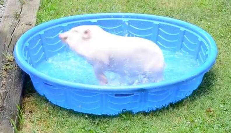 Baby Pig Gets New Pool And Has Cutest Little Freakout - The Dodo