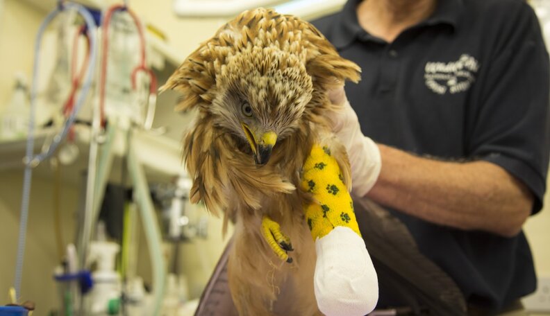 How We Helped A Wounded Bird Return To The Skies - The Dodo