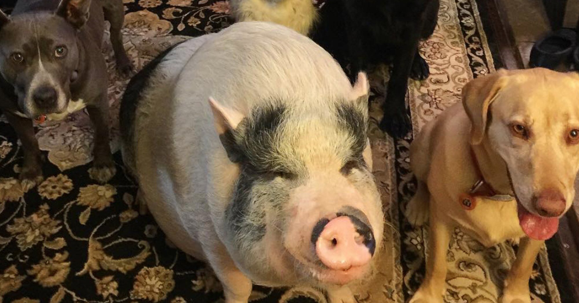 Chowder The Pig - The Dodo