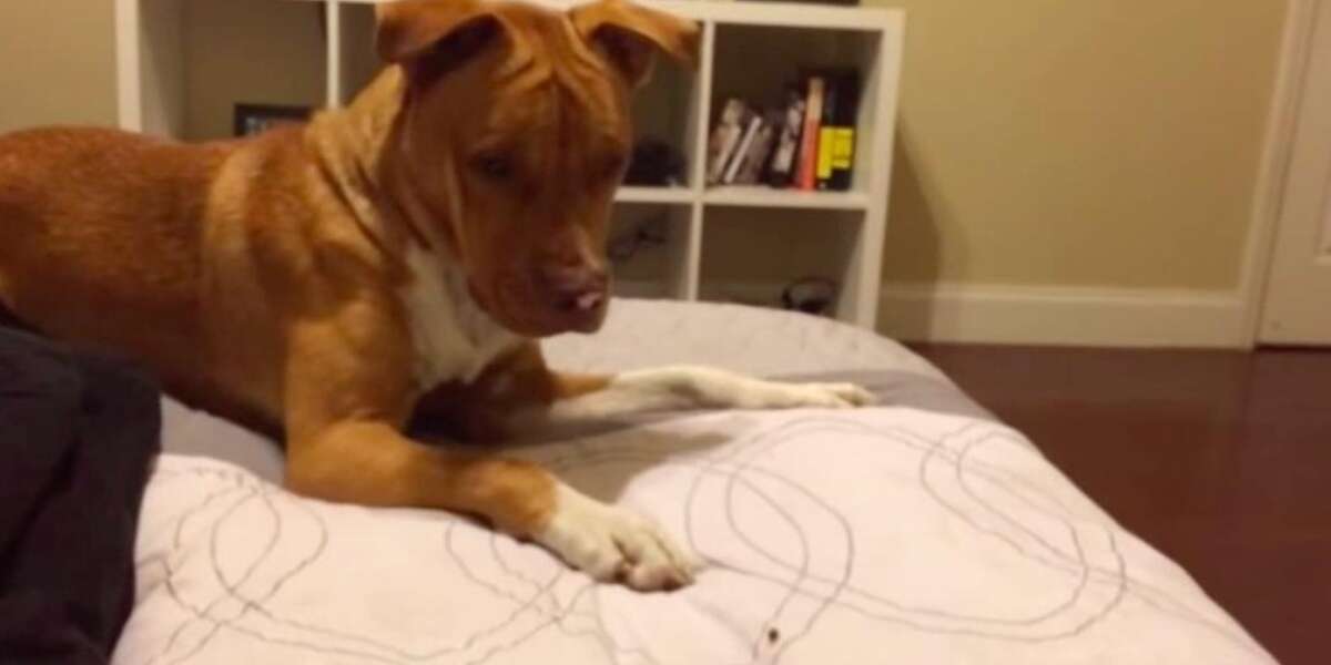Pit Bull Takes On Ladybug, Ladybug Wins - The Dodo