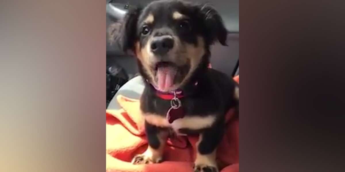 This Puppy Has The Cutest Annoyed Face - The Dodo
