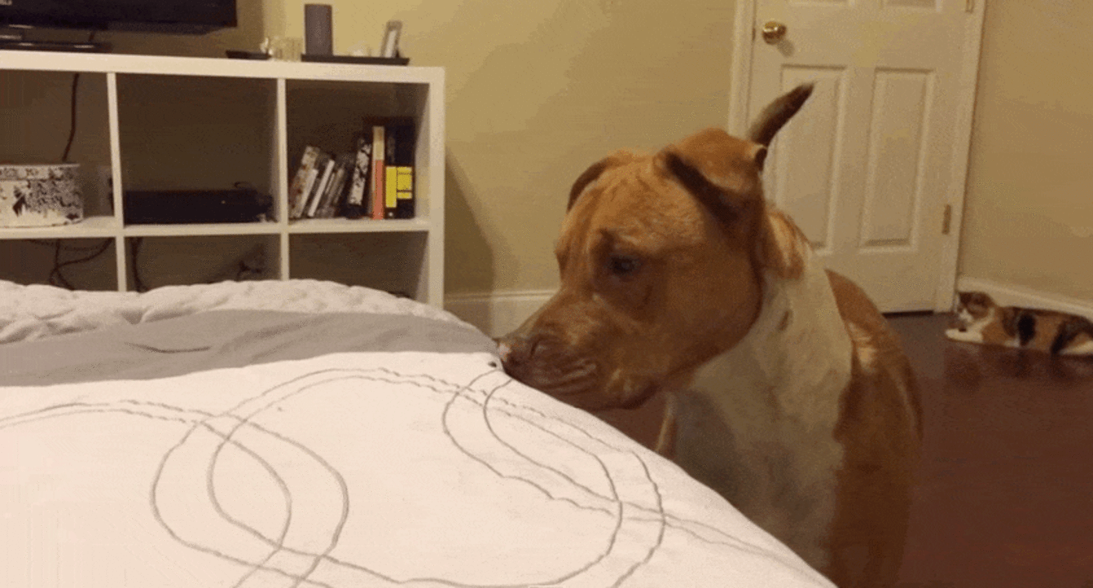 Pit Bull Takes On Ladybug, Ladybug Wins - The Dodo
