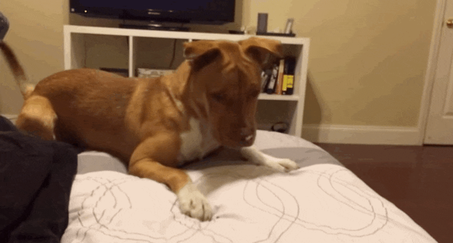 Pit Bull Takes On Ladybug, Ladybug Wins - The Dodo