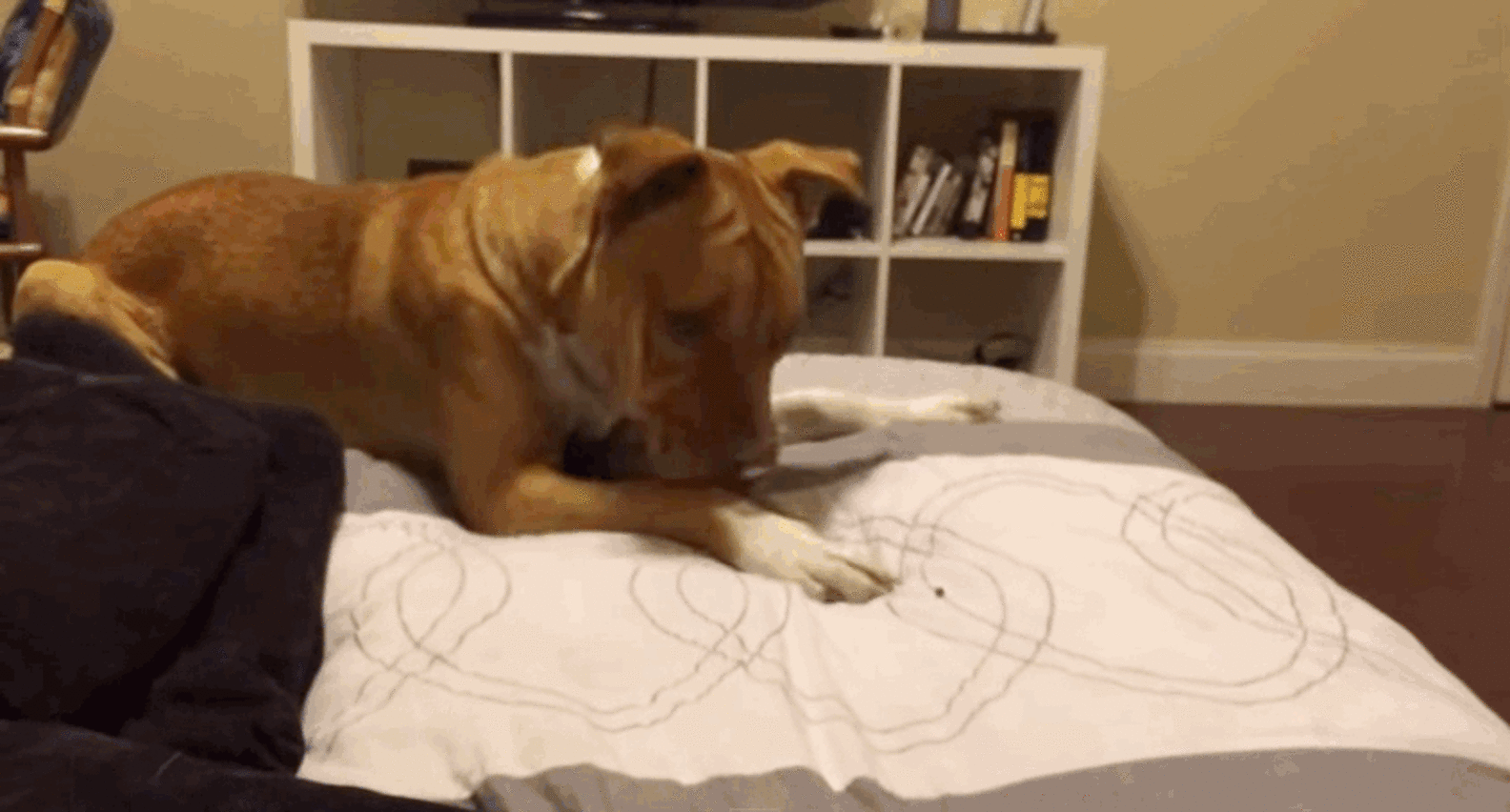 Pit Bull Takes On Ladybug, Ladybug Wins - The Dodo