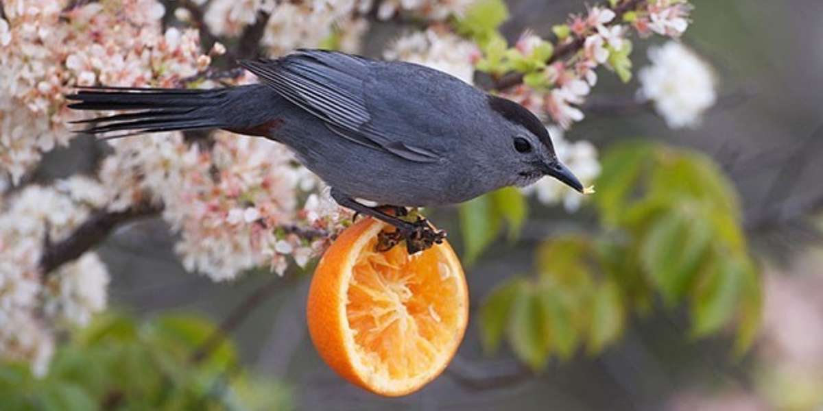 4 Endearingly Cute Backyard Animal Videos - The Dodo