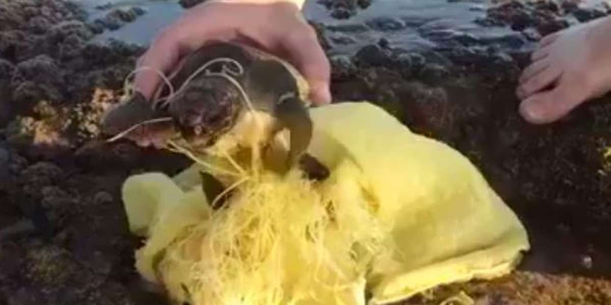 Baby Sea Turtle Trapped In Trash Gets A Hand Just In Time - The Dodo