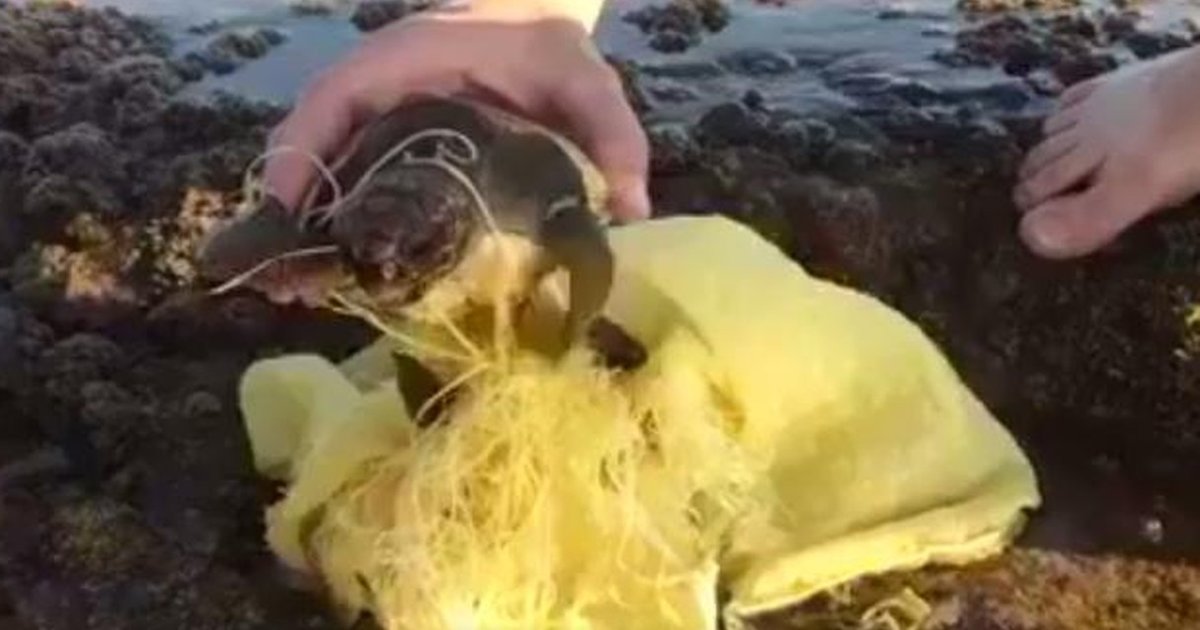 Baby Sea Turtle Trapped In Trash Gets A Hand Just In Time - The Dodo