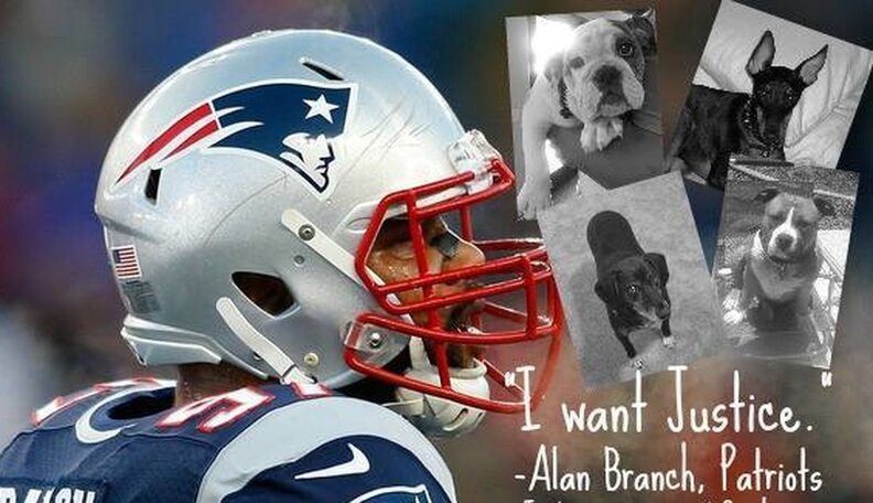 Patriots Player Wants Justice For Beloved Dogs' Deaths - The Dodo