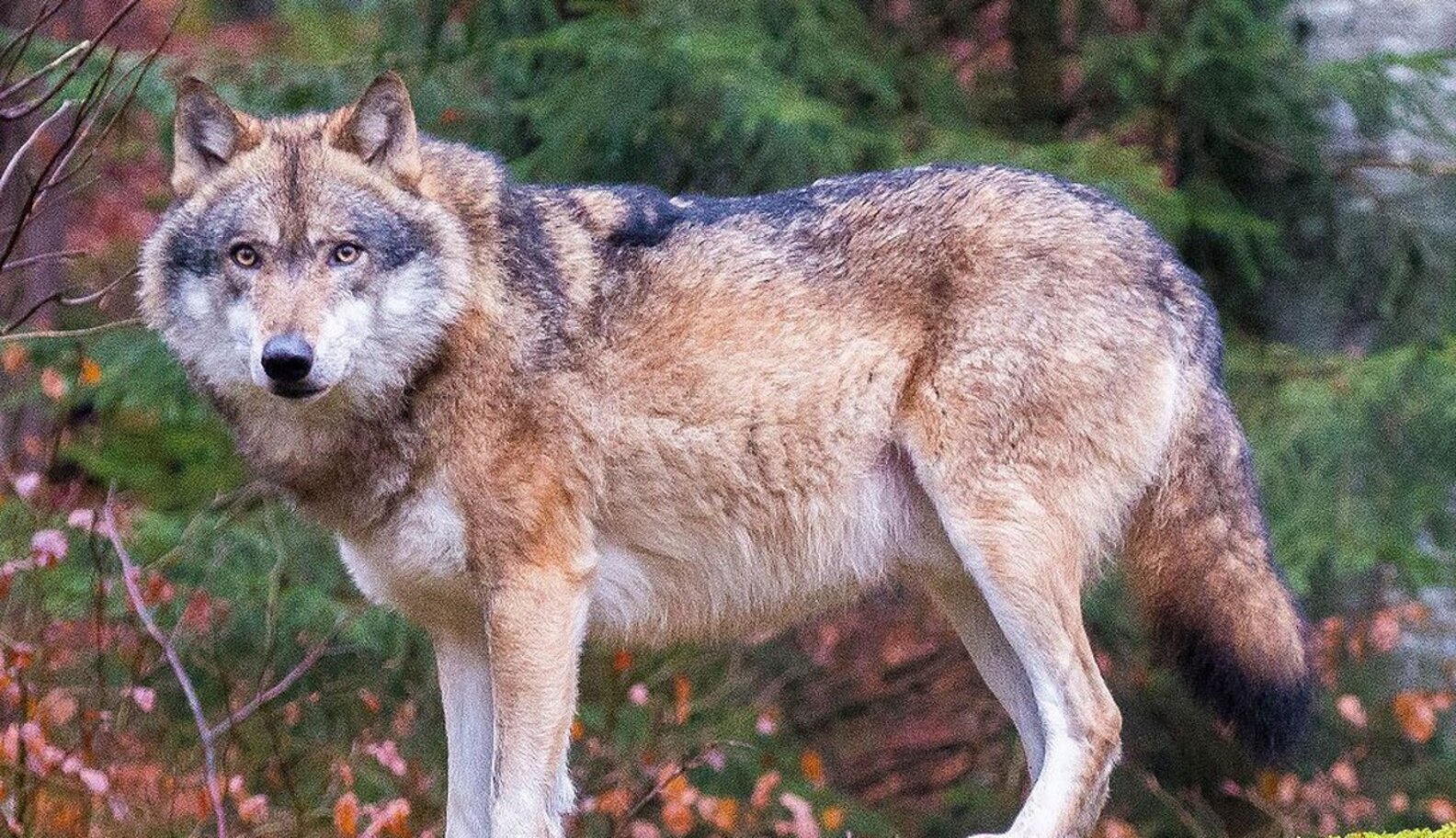 Americans Are Driving Wolves To Extinction - The Dodo