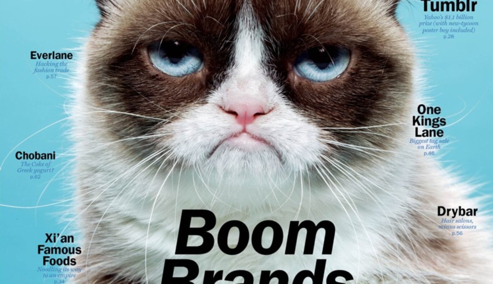 People Are Enjoying Grumpy Cat's Media Tour -- But Is She? - The Dodo