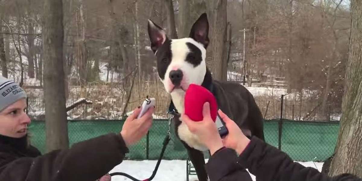 Shelter Makes Adorable 'Deflategate' Parody Featuring Adoptable Pets ...