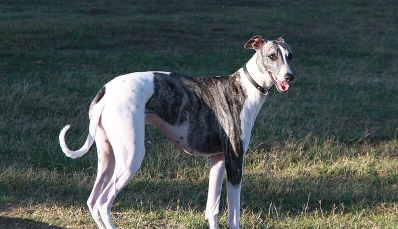 Is Dog Racing Still Legal In Florida