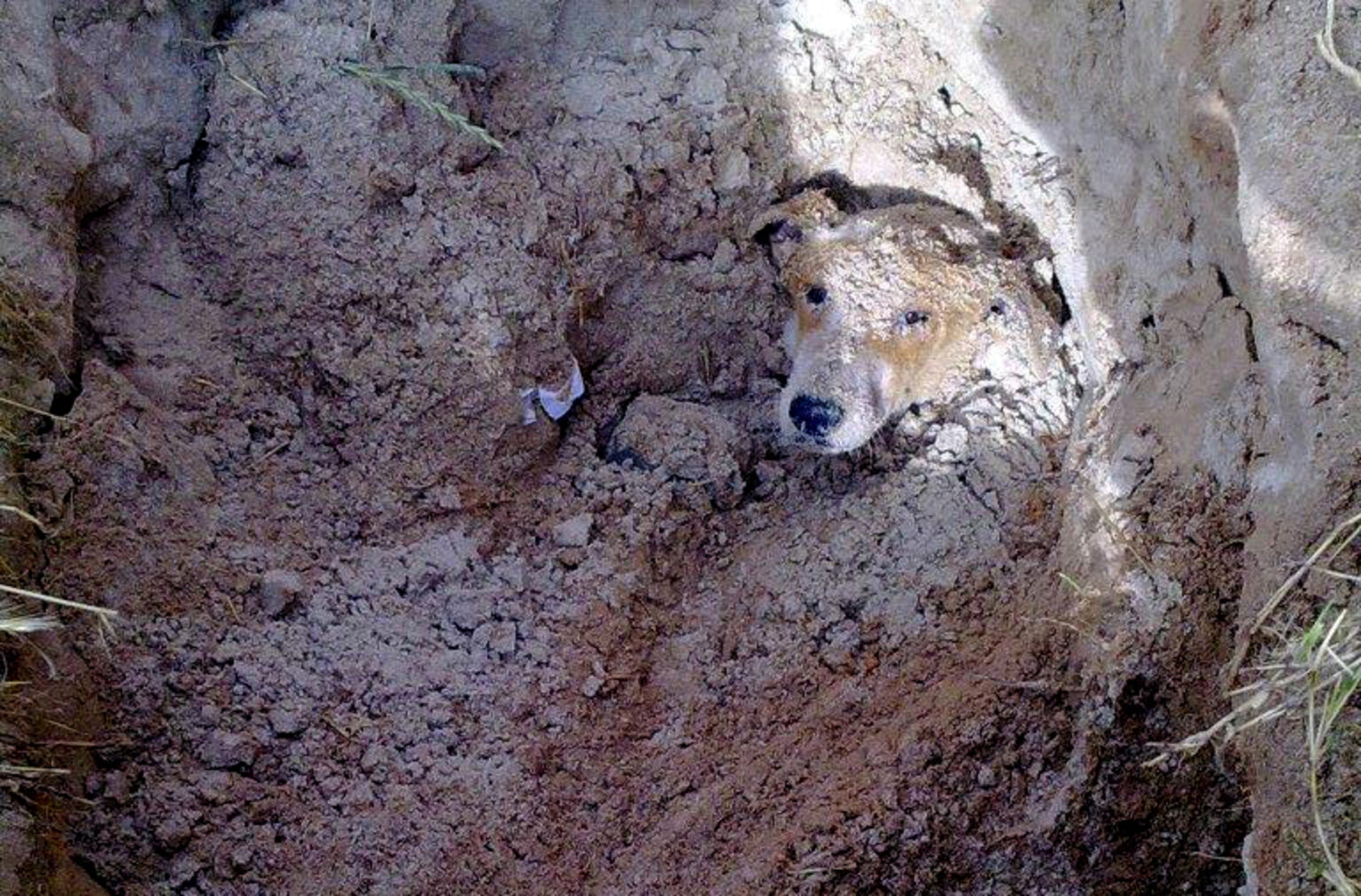 'Animals Deserve Life' Says Man Who Once Had Dog Buried Alive - The Dodo