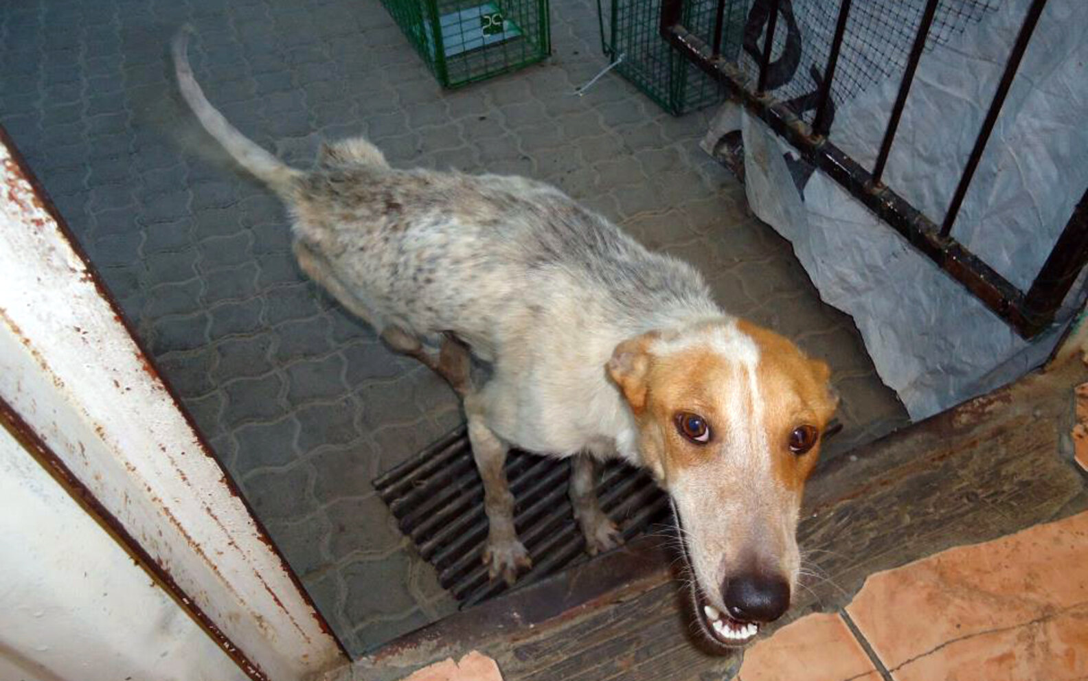 'Animals Deserve Life' Says Man Who Once Had Dog Buried Alive - The Dodo
