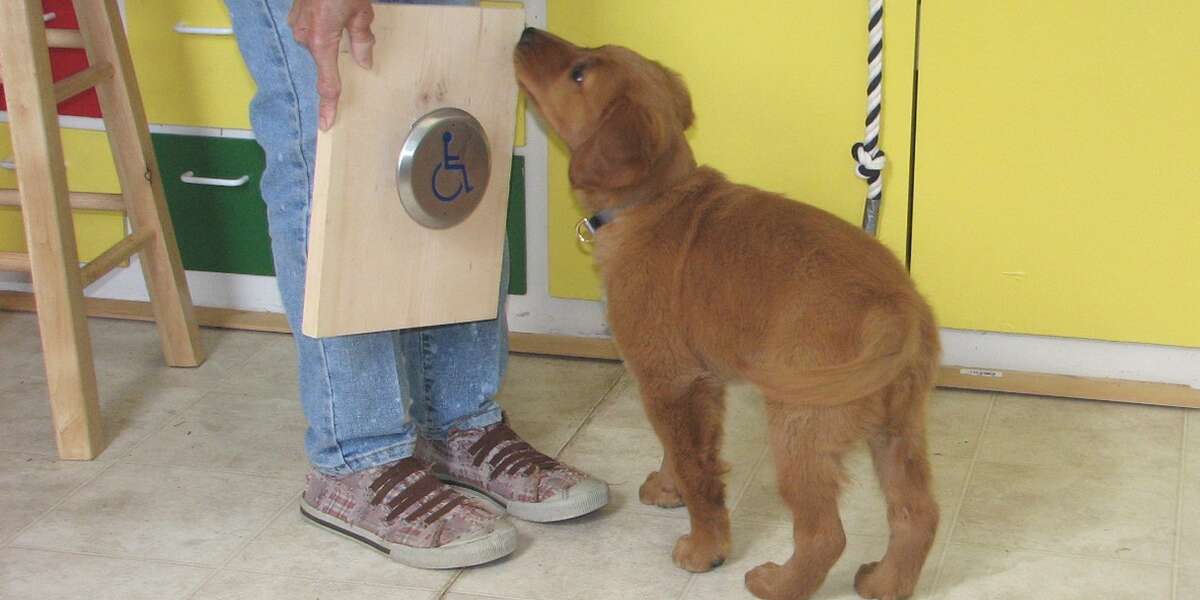 Rambunctious Dog 'Failed' Training And Still Helped Many In Need - The Dodo