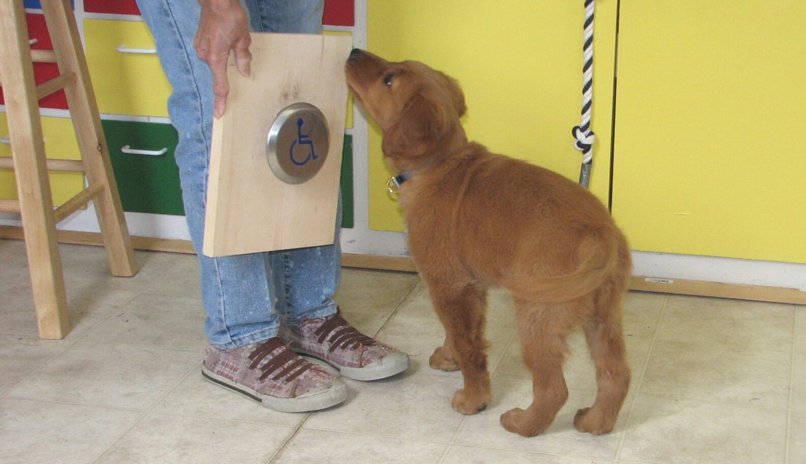 Rambunctious Dog 'Failed' Training And Still Helped Many In Need - The Dodo