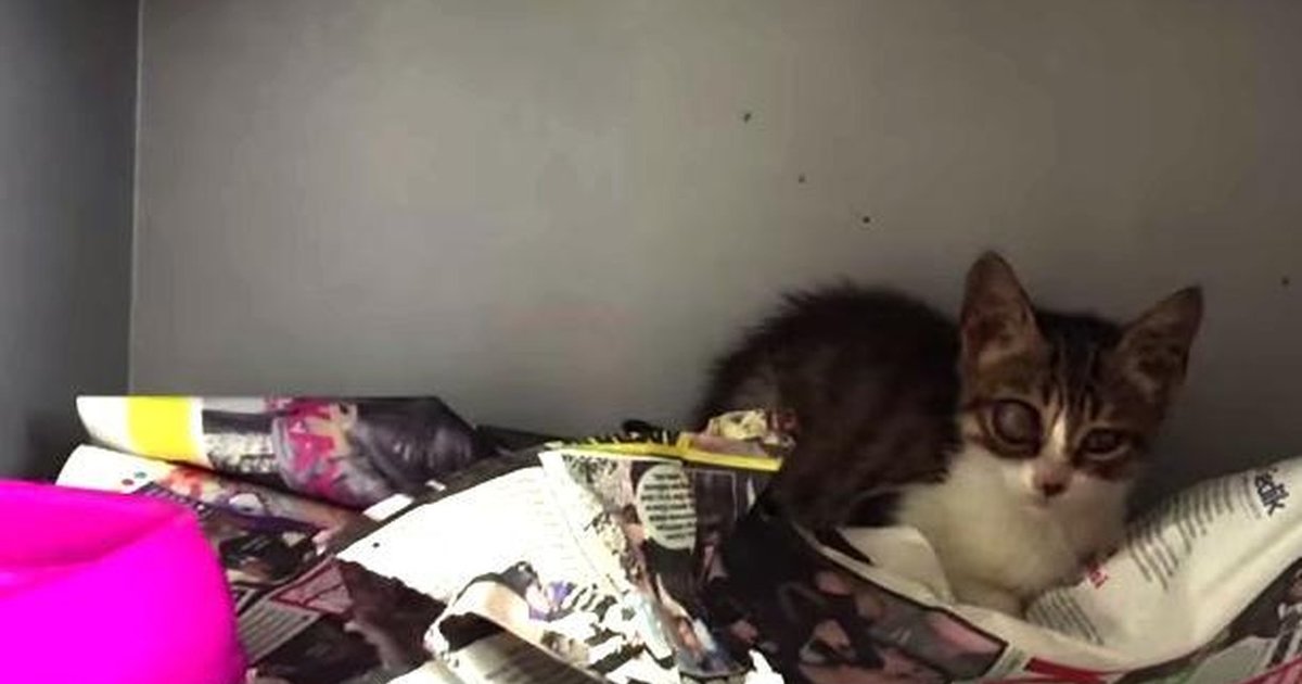Heartbroken Cat Dumped At Shelter ... Because She's Blind - The Dodo