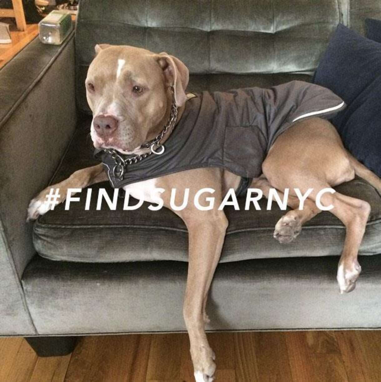 In Search For Missing Pit Bull, Heartbroken Couple Enlists Volunteer ...