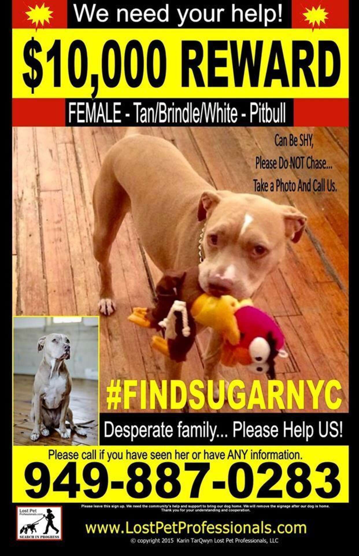 In Search For Missing Pit Bull, Heartbroken Couple Enlists Volunteer ...